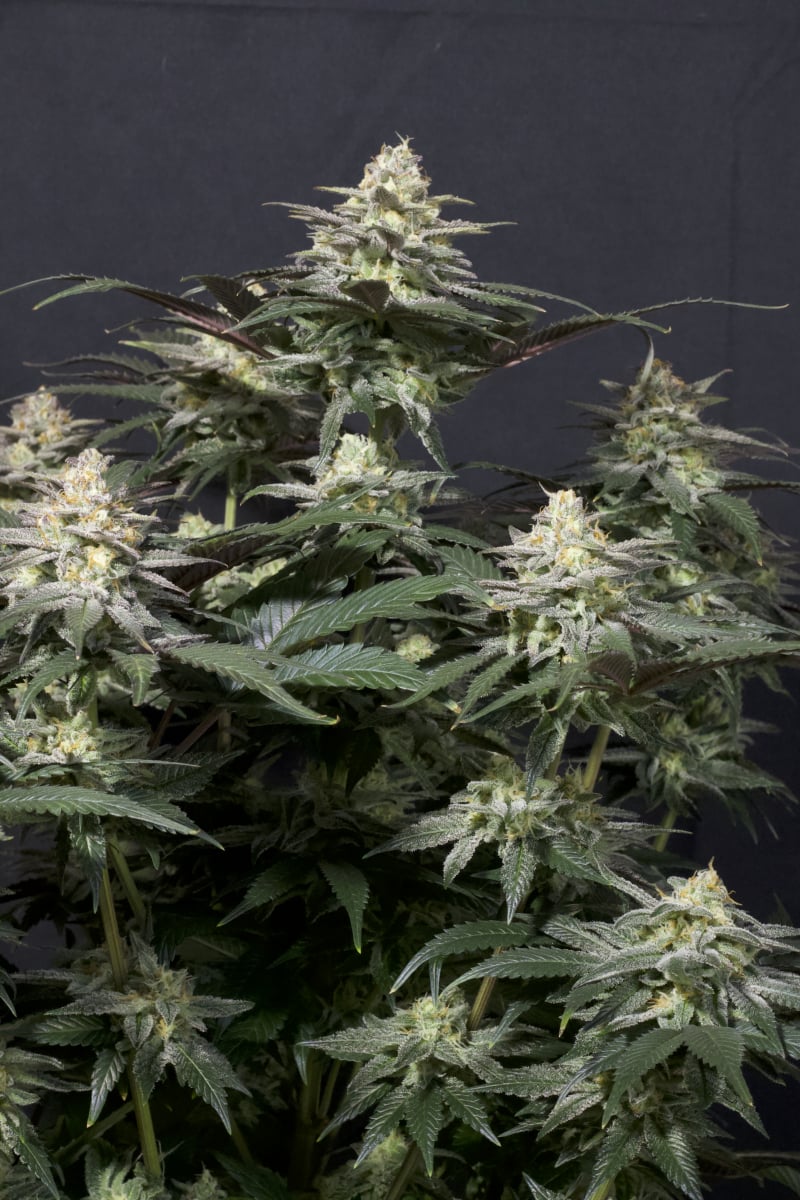 Buy Purple Lemonade FF Cannabis Seeds | Fast Buds
