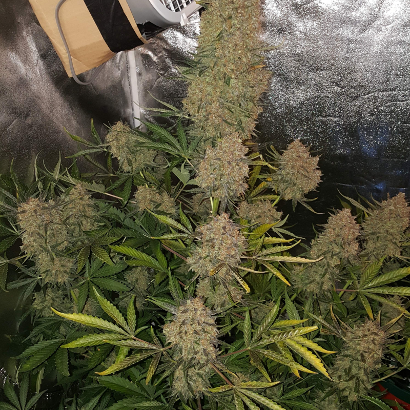 Gorilla Glue Auto Seeds - Fast Buds Autoflowering Cannabis Gorilla Glue Auto Seeds - Fast Buds Autoflowering Cannabis
