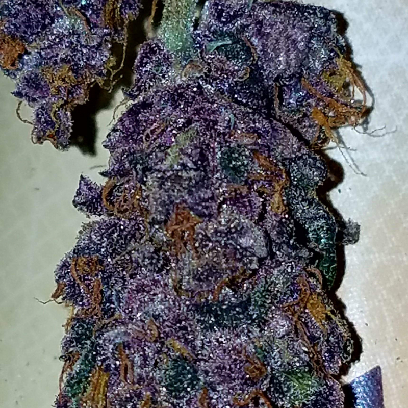 LSD-25 Auto Seeds - Fast Buds Autoflowering Cannabis