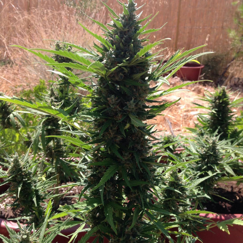 Gorilla Glue Auto Seeds - Fast Buds Autoflowering Cannabis Gorilla Glue Auto Seeds - Fast Buds Autoflowering Cannabis