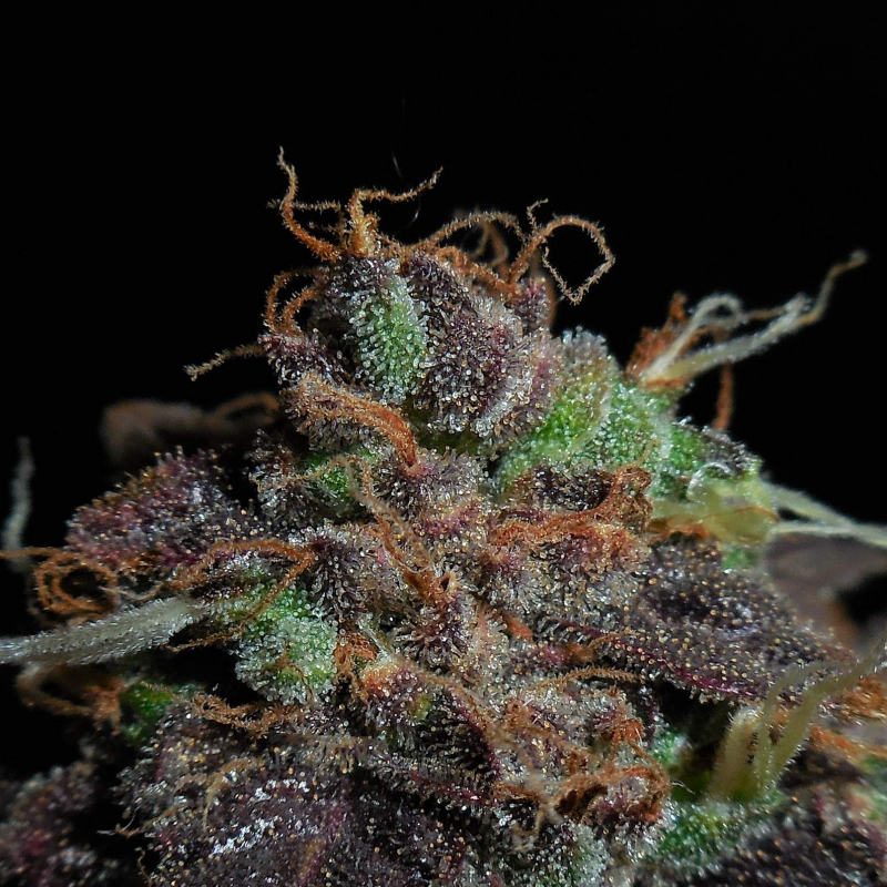 Lemon AK Auto Seeds - Fast Buds Autoflowering Cannabis