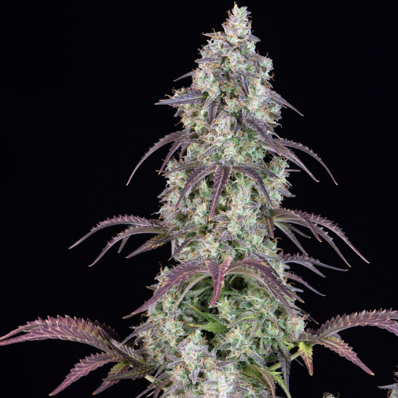 Lemon Pie Auto Seeds - Fast Buds Autoflowering Cannabis