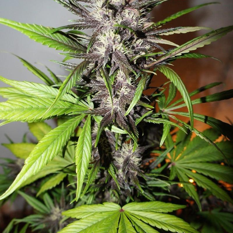 LSD-25 Auto Feminisierte Samen - FastBuds Autoflowering Hanfsamen