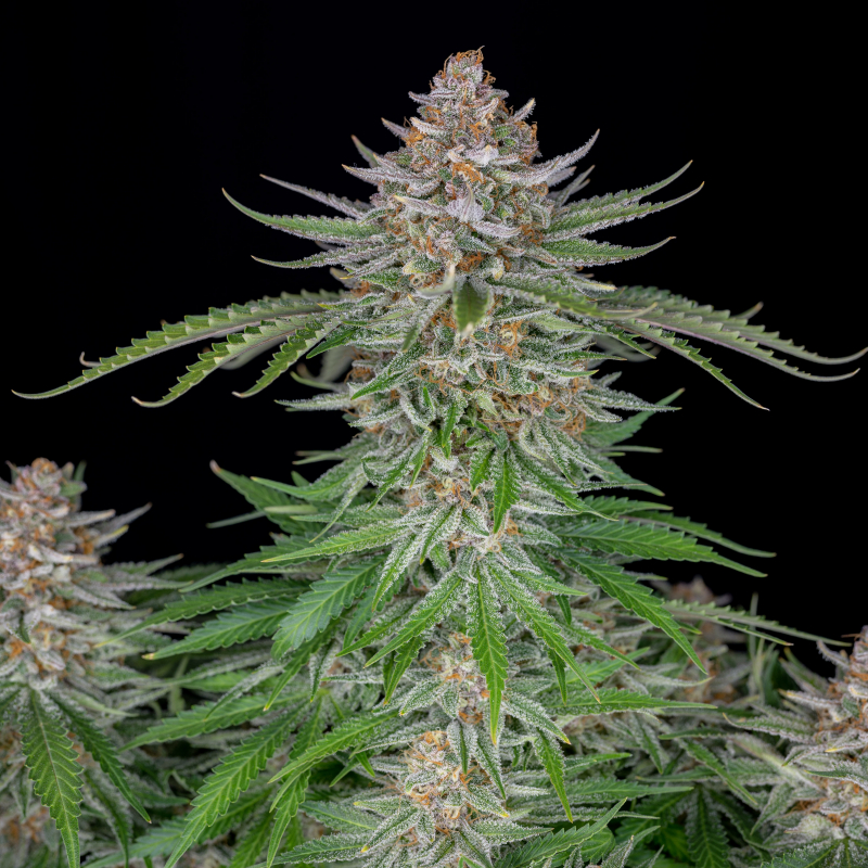 Strawberry Pie Auto Seeds - Fast Buds Autoflowering Cannabis