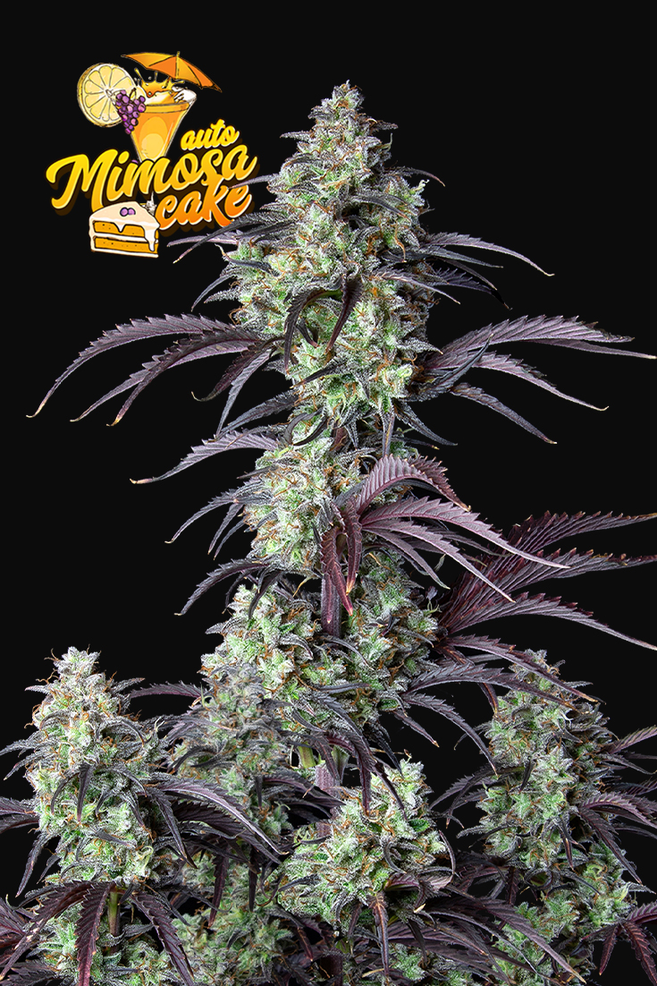 Buy Mimosa Cake Auto Cannabis Seeds | Fast Buds