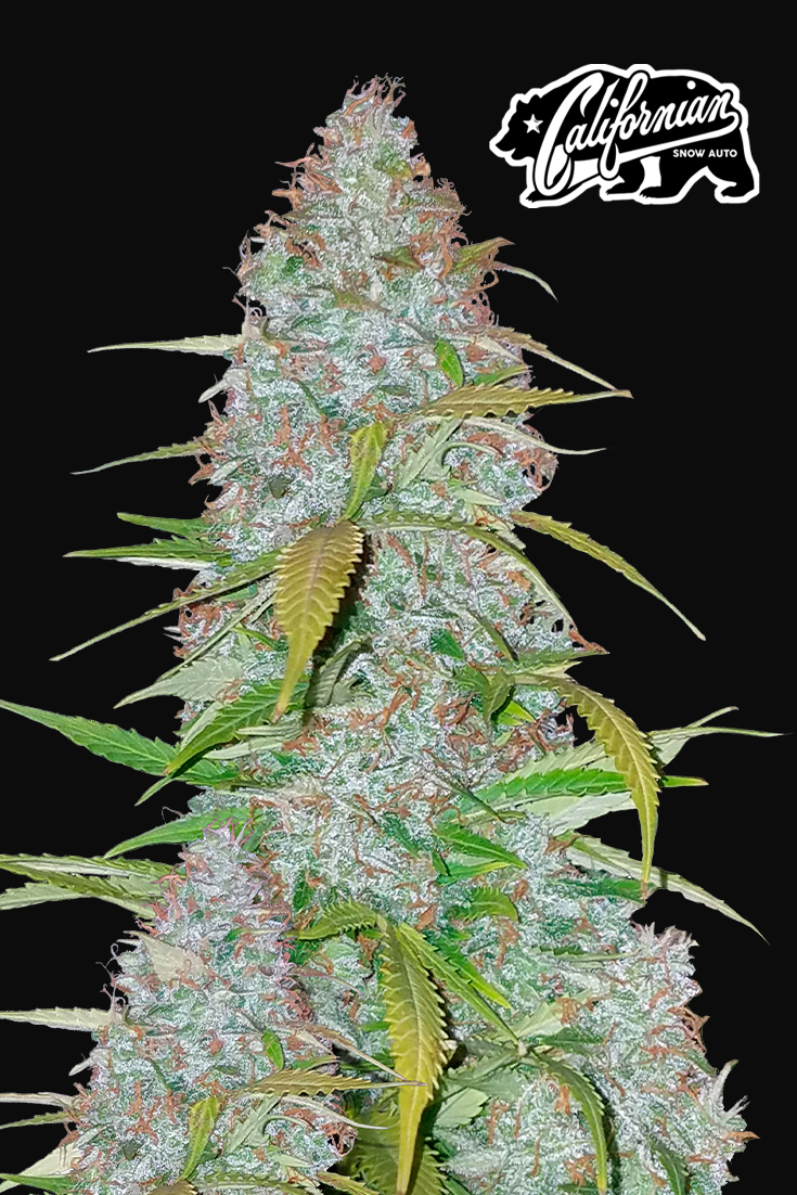 Buy Californian Snow Auto Cannabis Seeds | Fast Buds