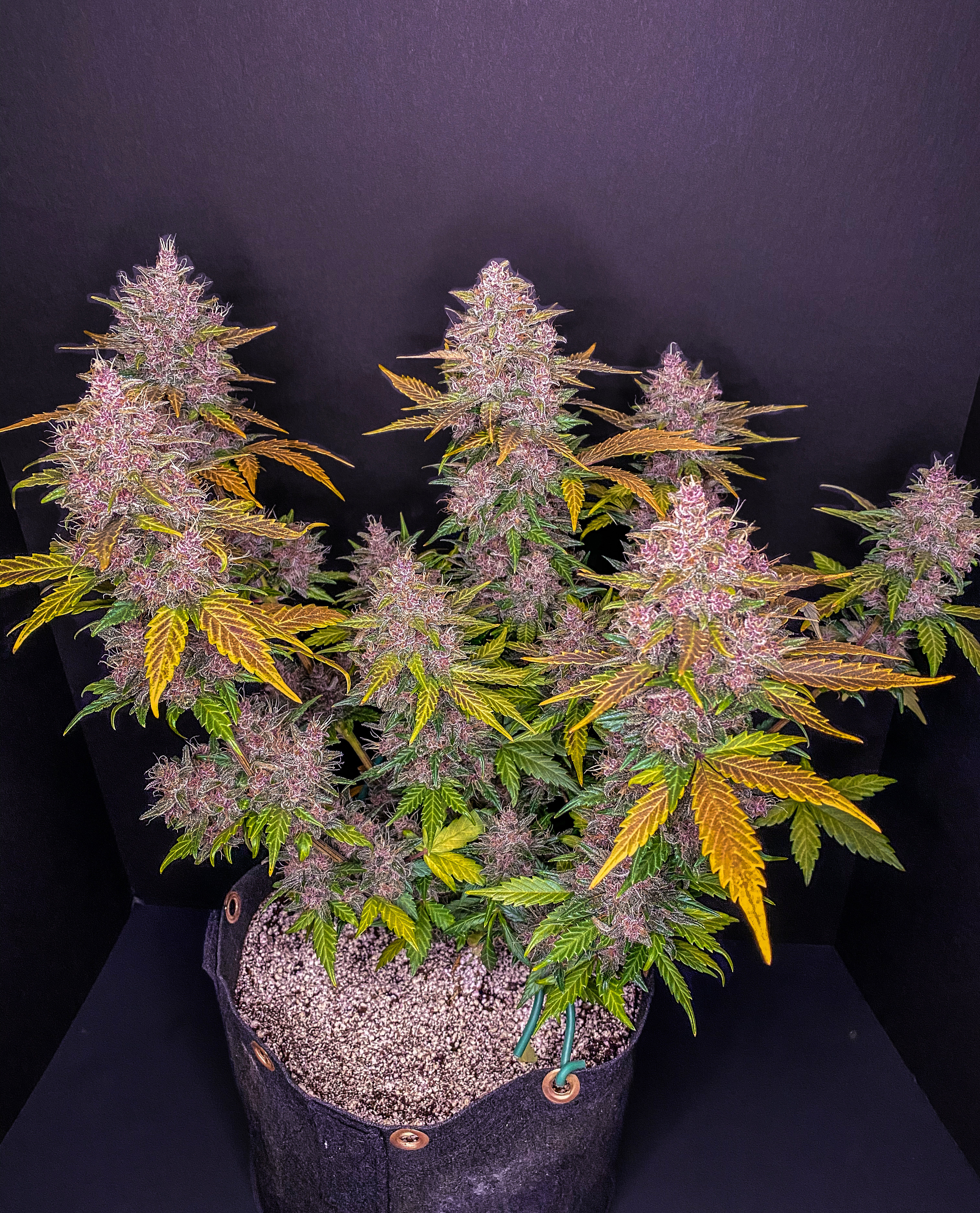 Buy LSD-25 Auto Cannabis Seeds | Fast Buds