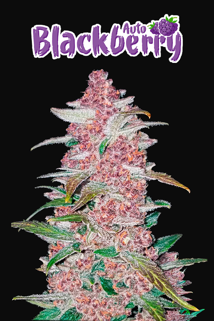 Buy Blackberry Auto Cannabis Seeds | Fast Buds