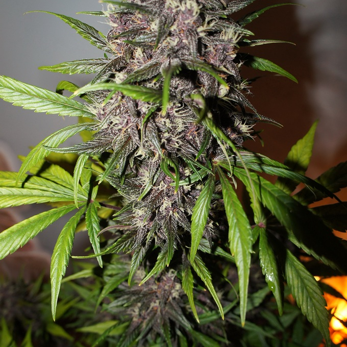 LSD-25 Auto Feminisierte Samen - FastBuds Autoflowering Hanfsamen