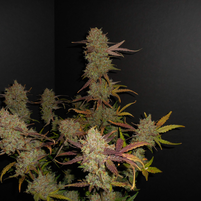 Lemon AK Auto Seeds - Fast Buds Autoflowering Cannabis