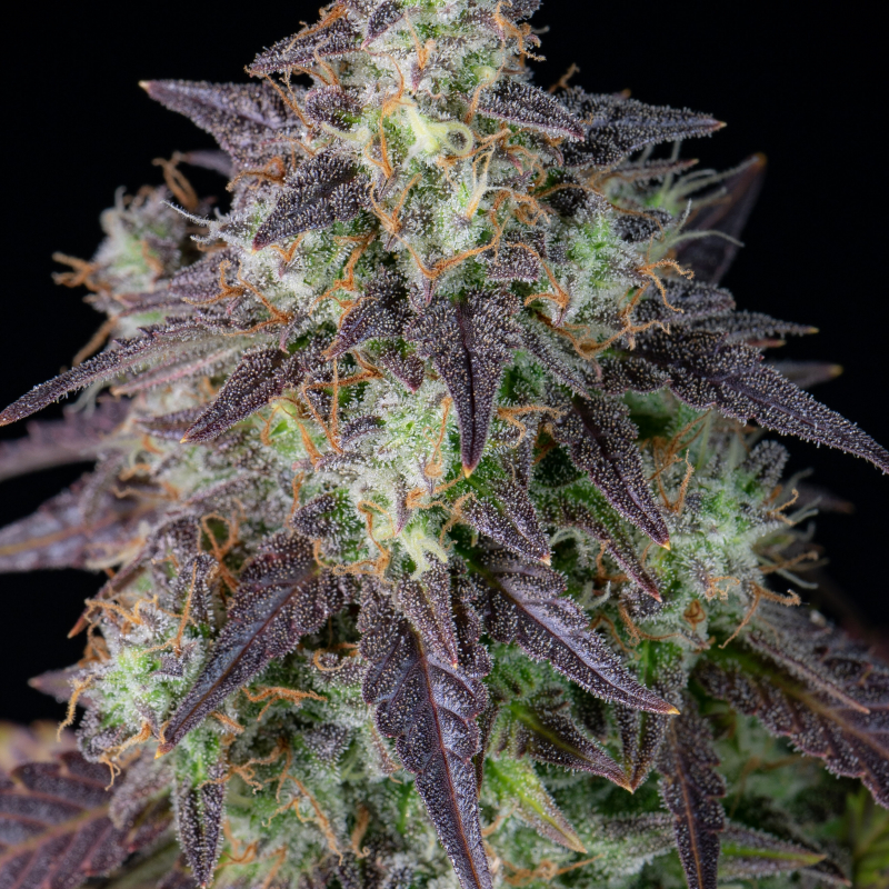 Lemon Pie Auto Seeds - Fast Buds Autoflowering Cannabis