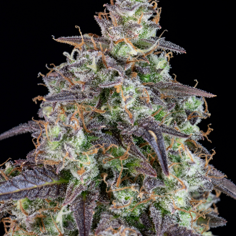 Lemon Pie Auto Seeds - Fast Buds Autoflowering Cannabis