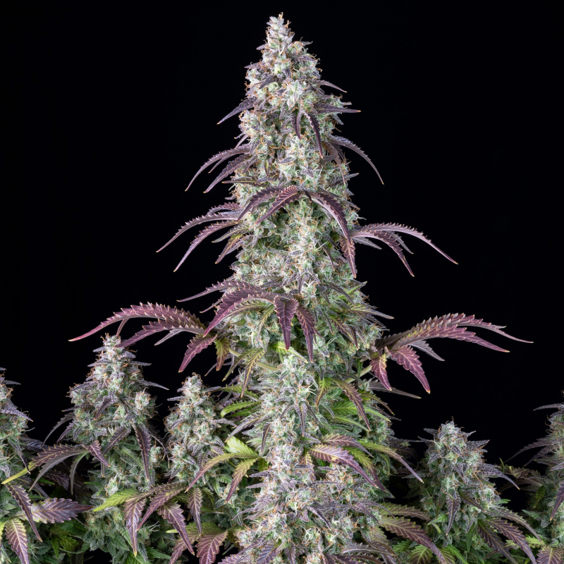 Lemon Pie Auto Seeds - Fast Buds Autoflowering Cannabis