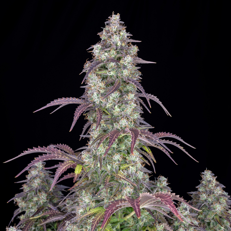 Lemon Pie Auto Seeds - Fast Buds Autoflowering Cannabis