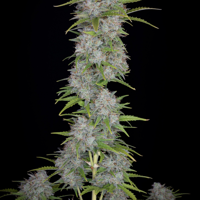 Orange Sherbet Auto Seeds - Fast Buds Autoflowering Cannabis