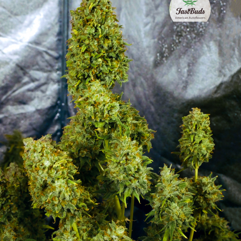 Gorilla Glue Auto Seeds - Fast Buds Autoflowering Cannabis Gorilla Glue Auto Seeds - Fast Buds Autoflowering Cannabis