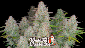 Wedding Cheesecake Auto Cannabis Strain Week-by-Week Guide | Fast Buds