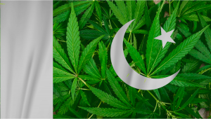 Weed in Pakistan: Cannabis Legal Status Guide | Fast Buds