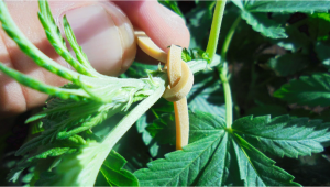 Low Stress Training (LST) Autoflower Cannabis - When to Start LST Weed ...