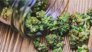 Wie man den Unterschied zwischen guten und schlechten Cannabis Buds ...