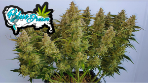 Blue Dream Auto Cannabis Strain Week-by-Week Guide | Fast Buds