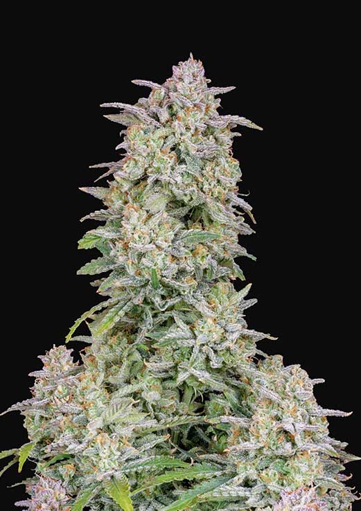 Buy Autoflower Cannabis Seeds | Fast Buds
