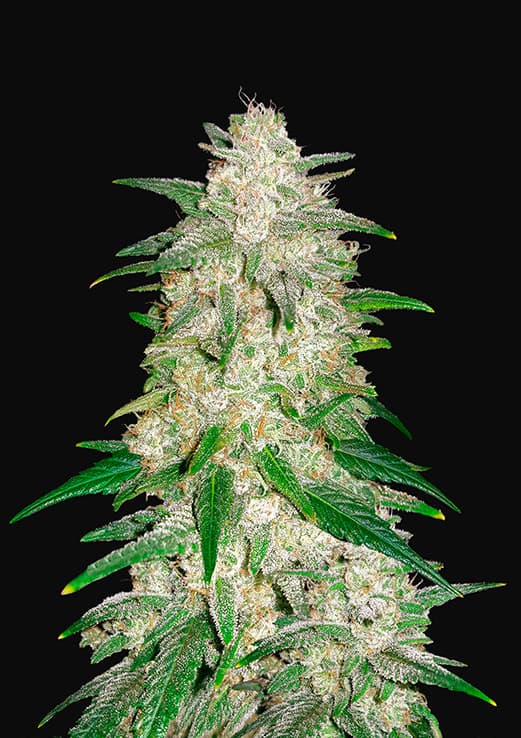 Buy Autoflower Cannabis Seeds | Fast Buds