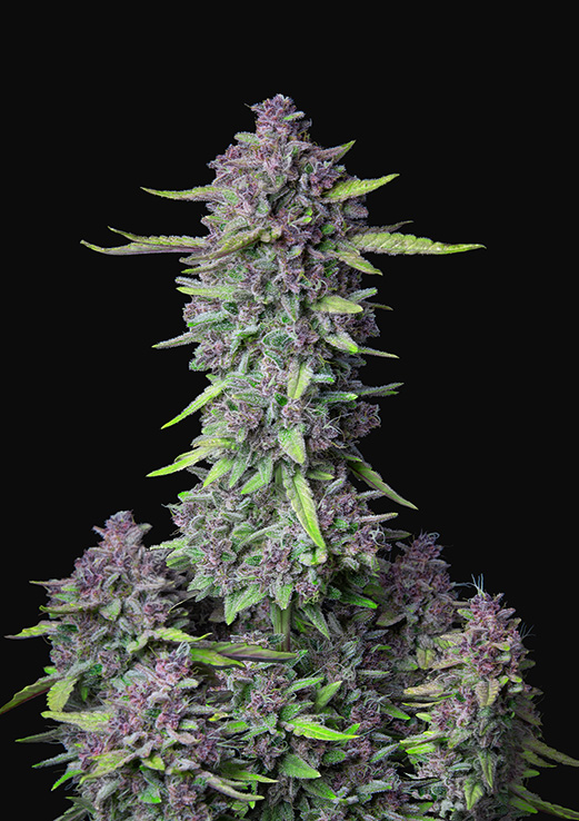 Buy Autoflower Cannabis Seeds | Fast Buds